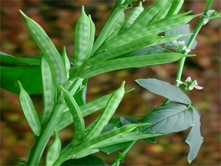 Guar Ether | GUARMER® HPG01 - Celotech