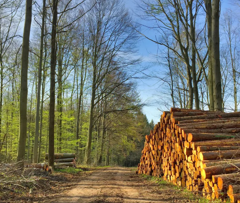 Cellulose Fiber | CELOFIBER® CF100X - Celotech